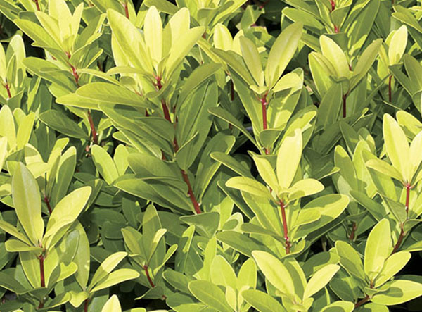 Anise Shrub Plant