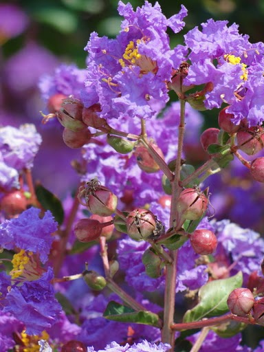 Beautiful Accent Trees - Canterbury Farms Nursery & Garden Center