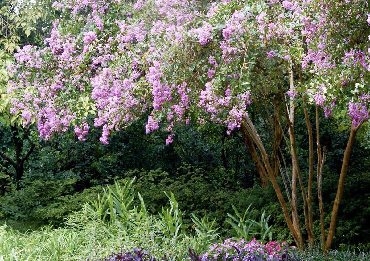 Crepe Myrtle Tree Types Florida Red Crepe Myrtle Wholesale Tennessee