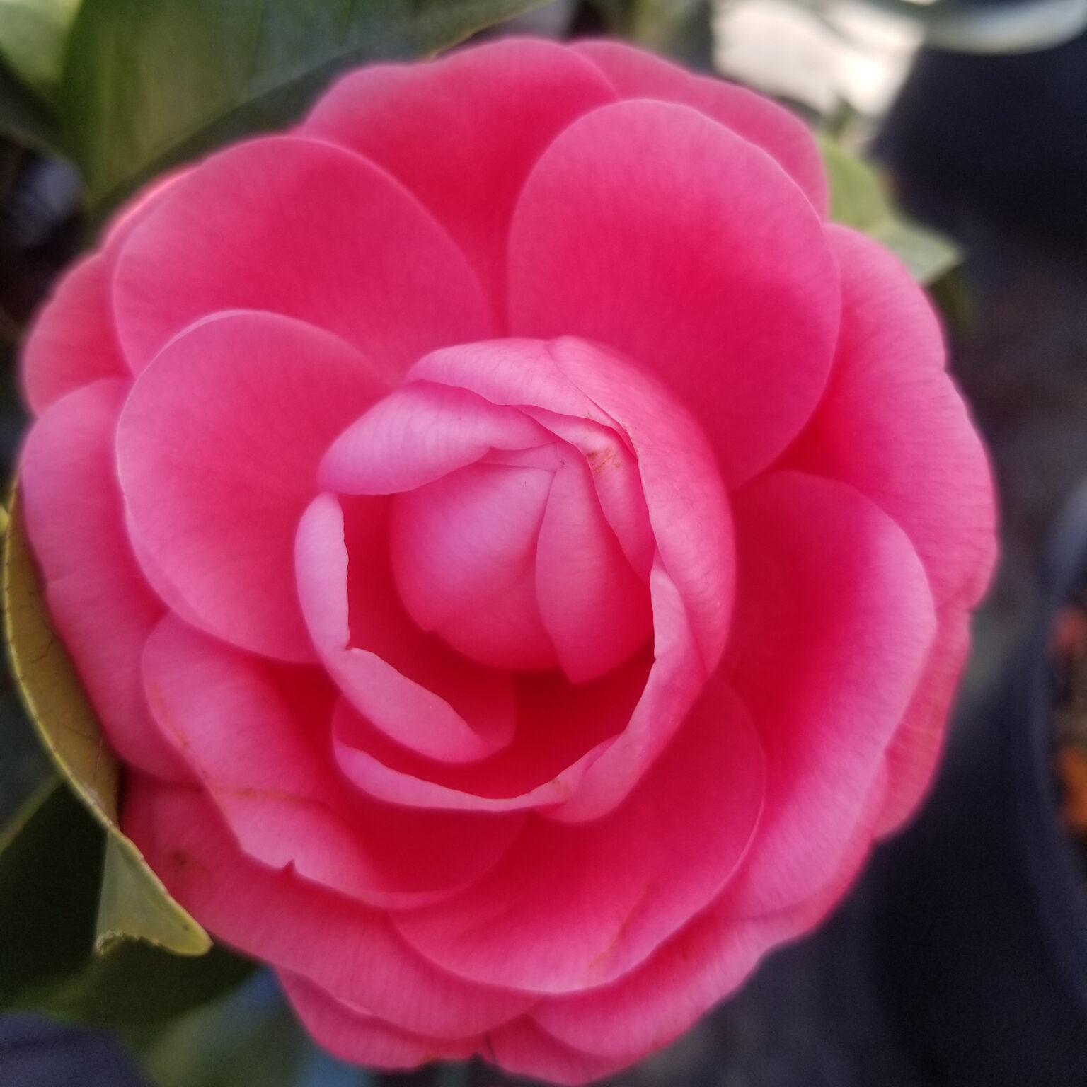 Show-stopping Camellias: A great choice for the dormant winter months ...