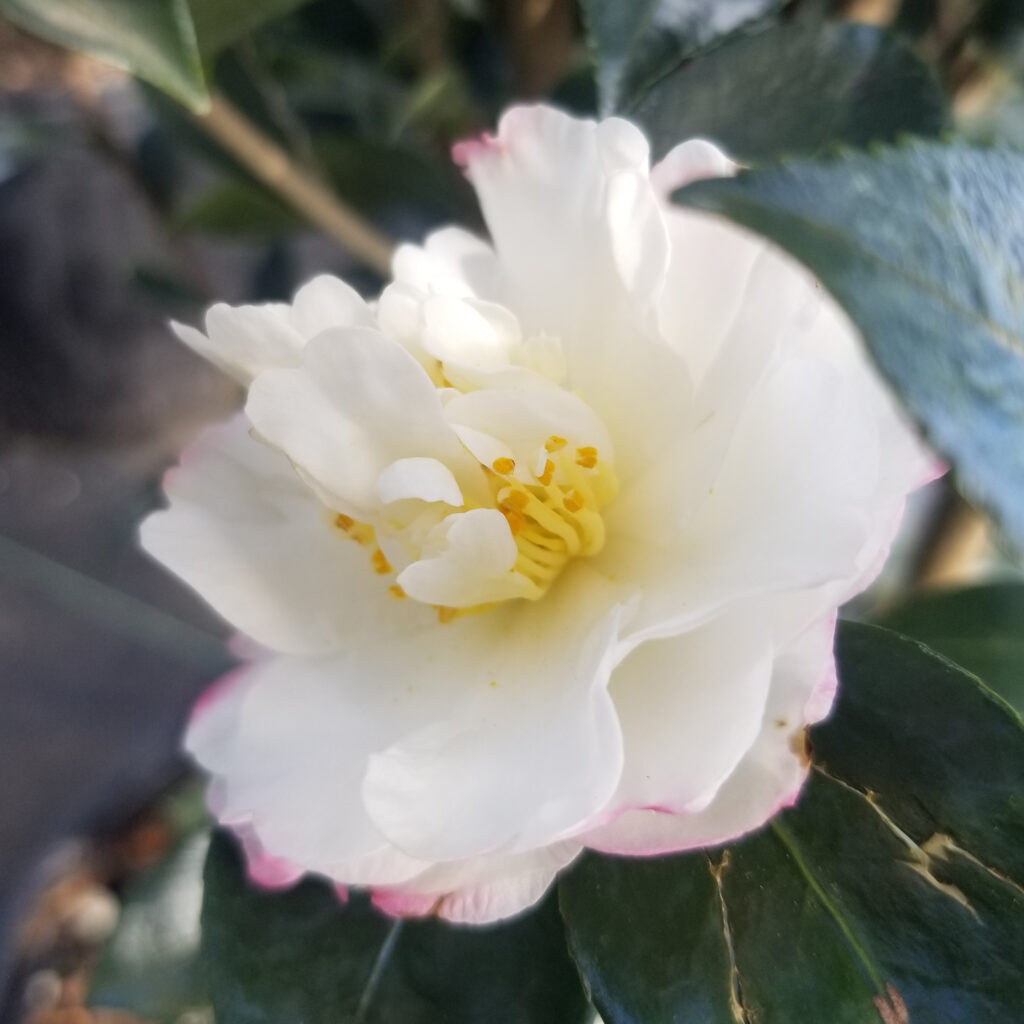 Show-stopping Camellias: A great choice for the dormant winter months ...