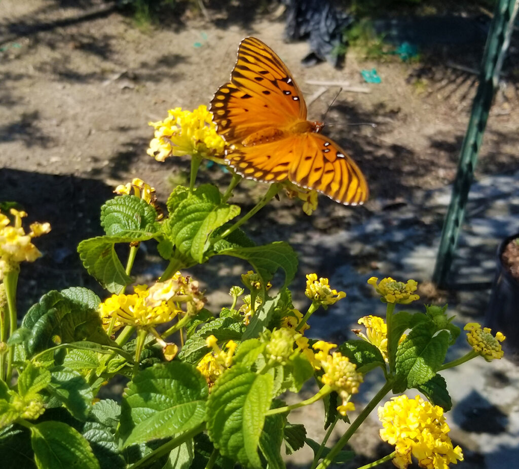 Flutter into Earth Day with a Butterfly Garden: Tips and Tricks for a ...