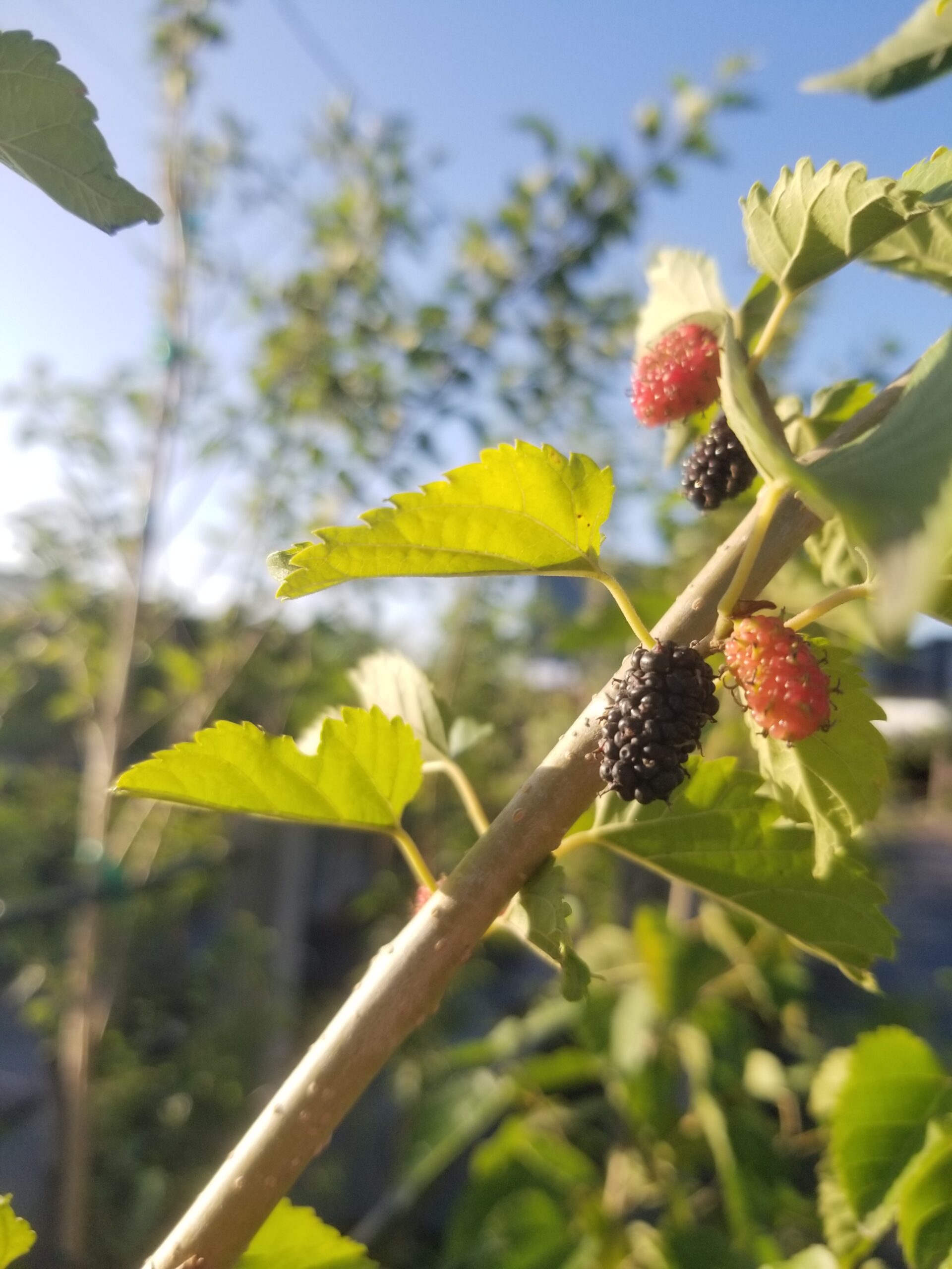 Planting for the Future: Celebrate Earth Day with 20% off all Trees at ...