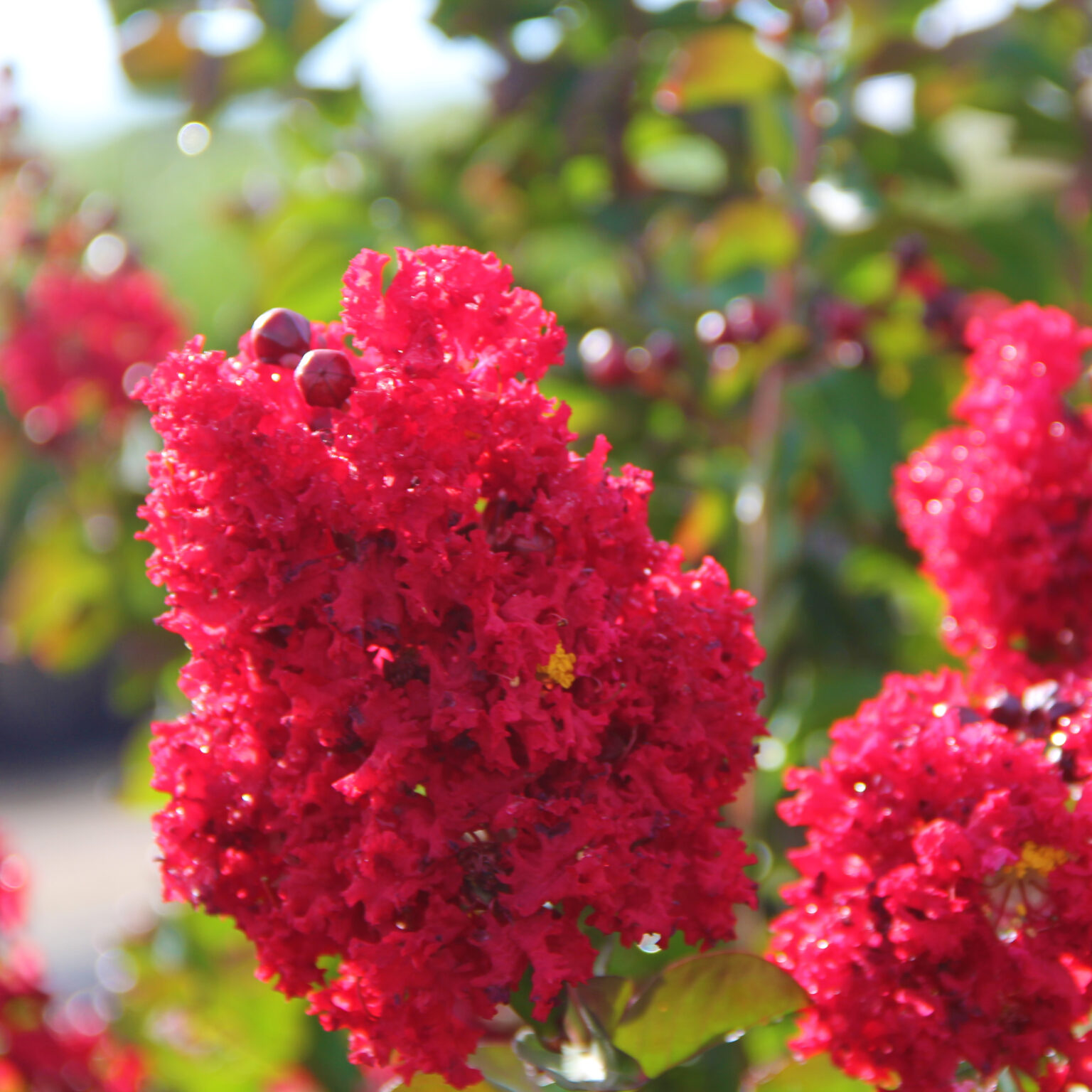 15% Off Crape Myrtles May thru August: Perfect for Your Summer ...