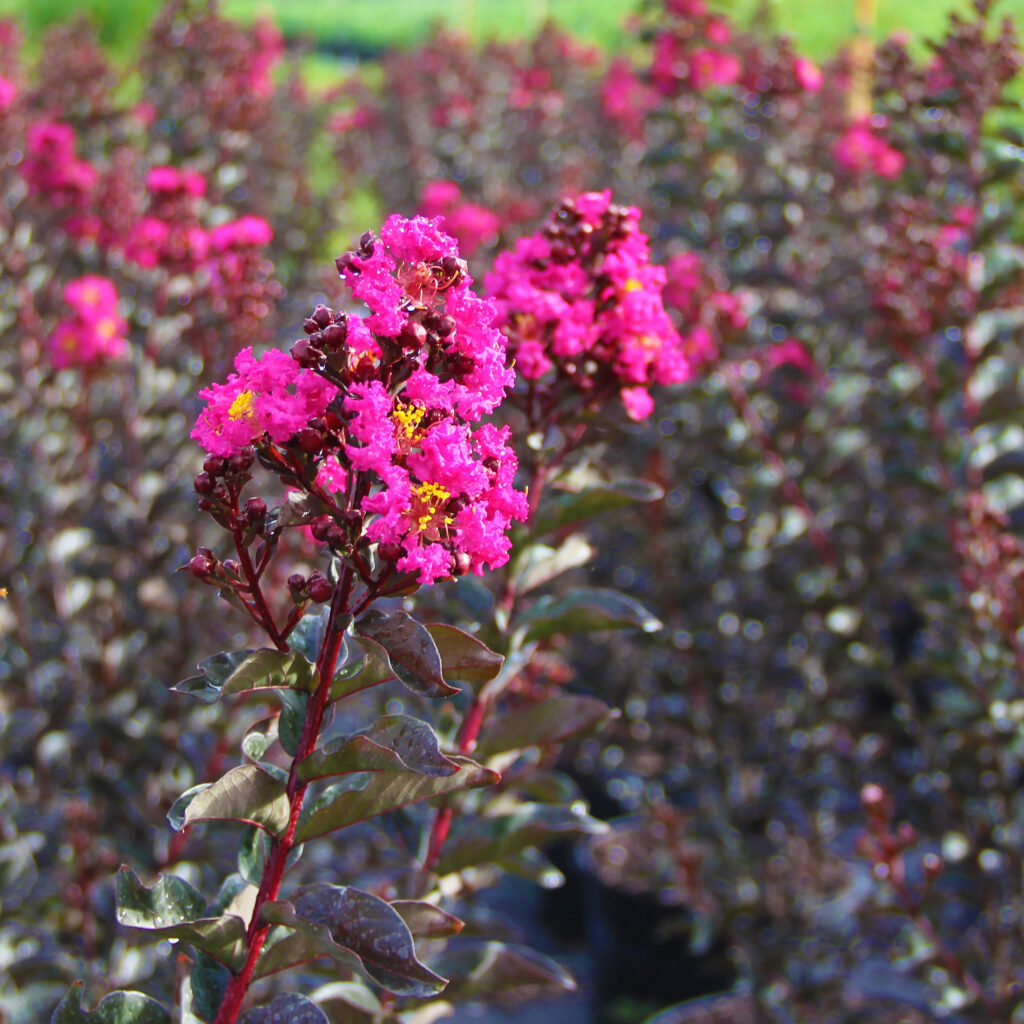 15% Off Crape Myrtles May thru August: Perfect for Your Summer ...