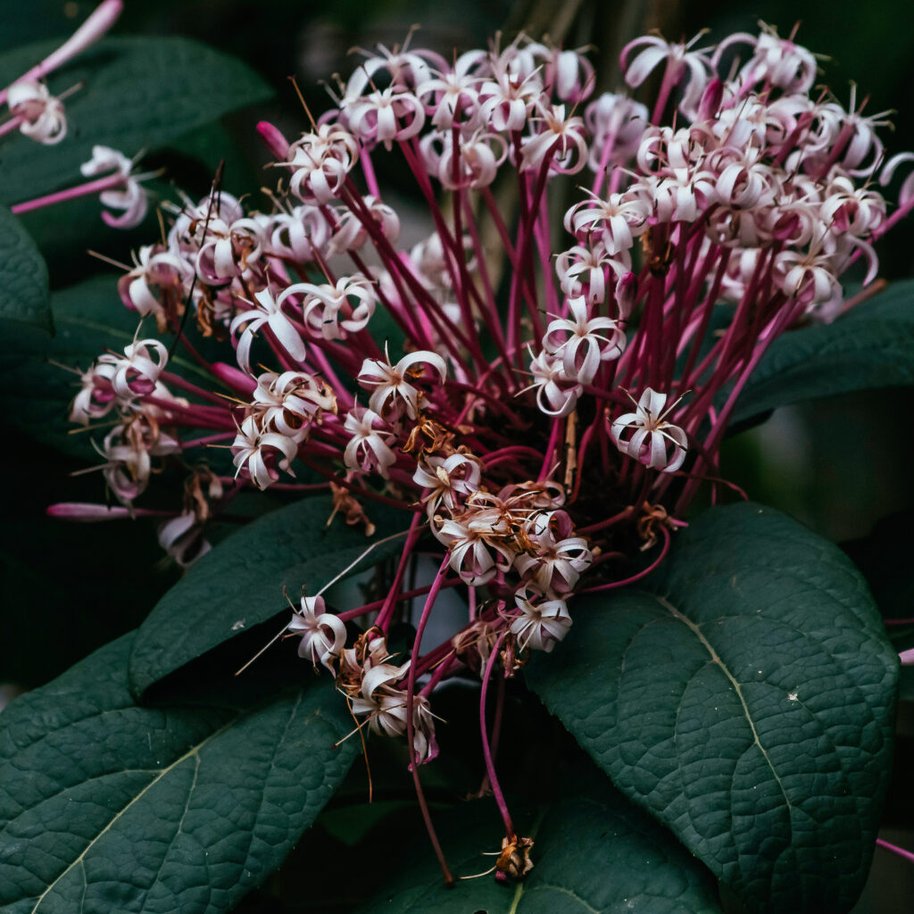 The Garden Awakens: May the 4th be with you! - Canterbury Farms Nursery ...