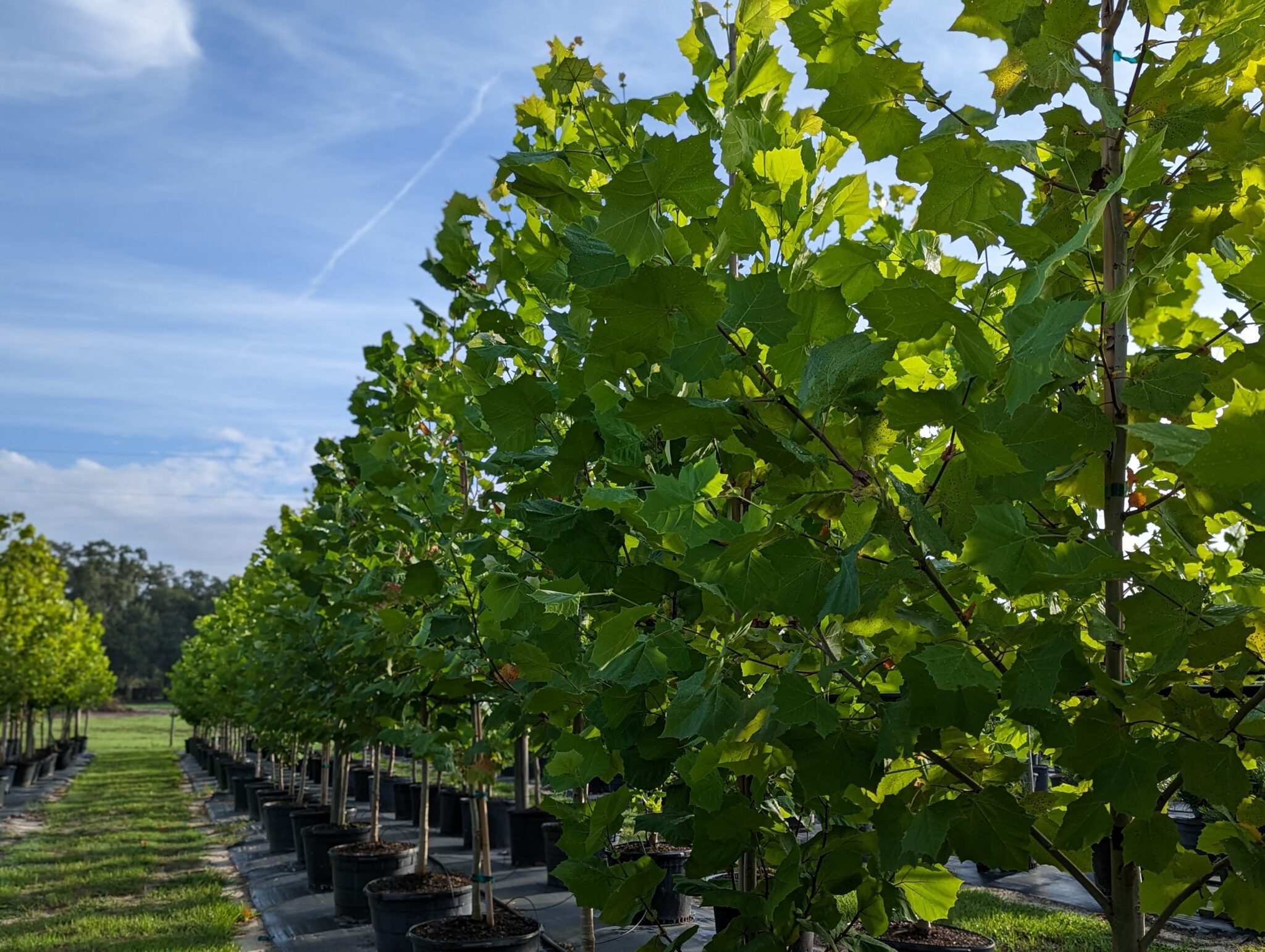 Embrace the Shade: Beautify Your Yard with Native Shade Trees ...