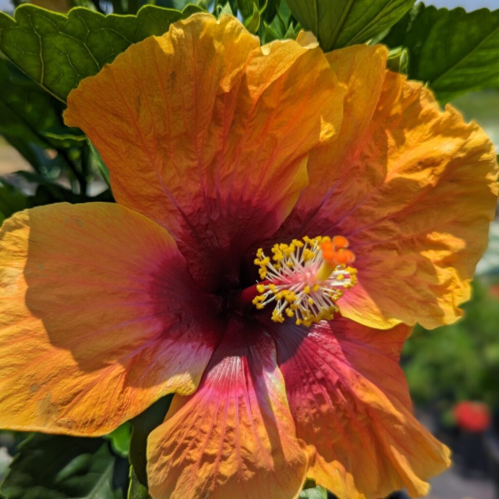 Hollywood Hibiscus Take Center Stage at Canterbury Farms Nursery ...