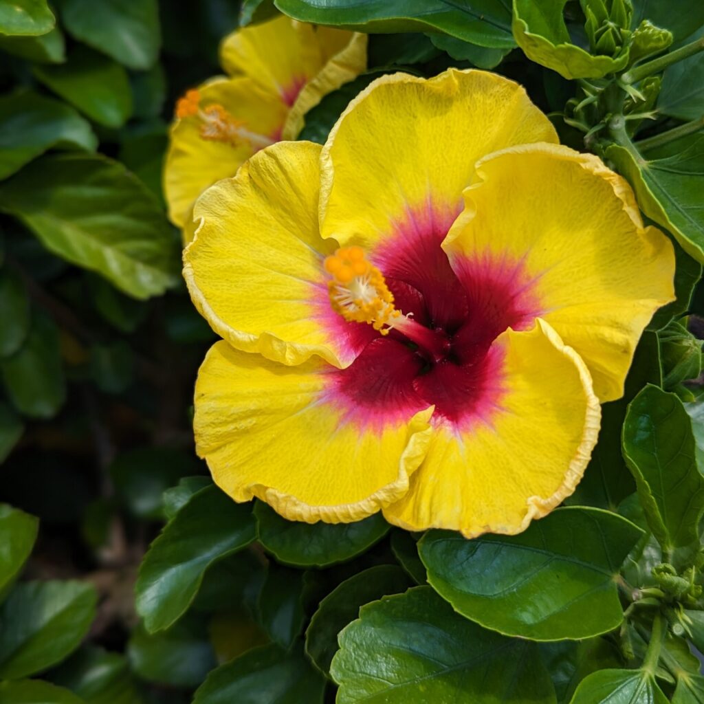 Hollywood Hibiscus Take Center Stage at Canterbury Farms Nursery ...