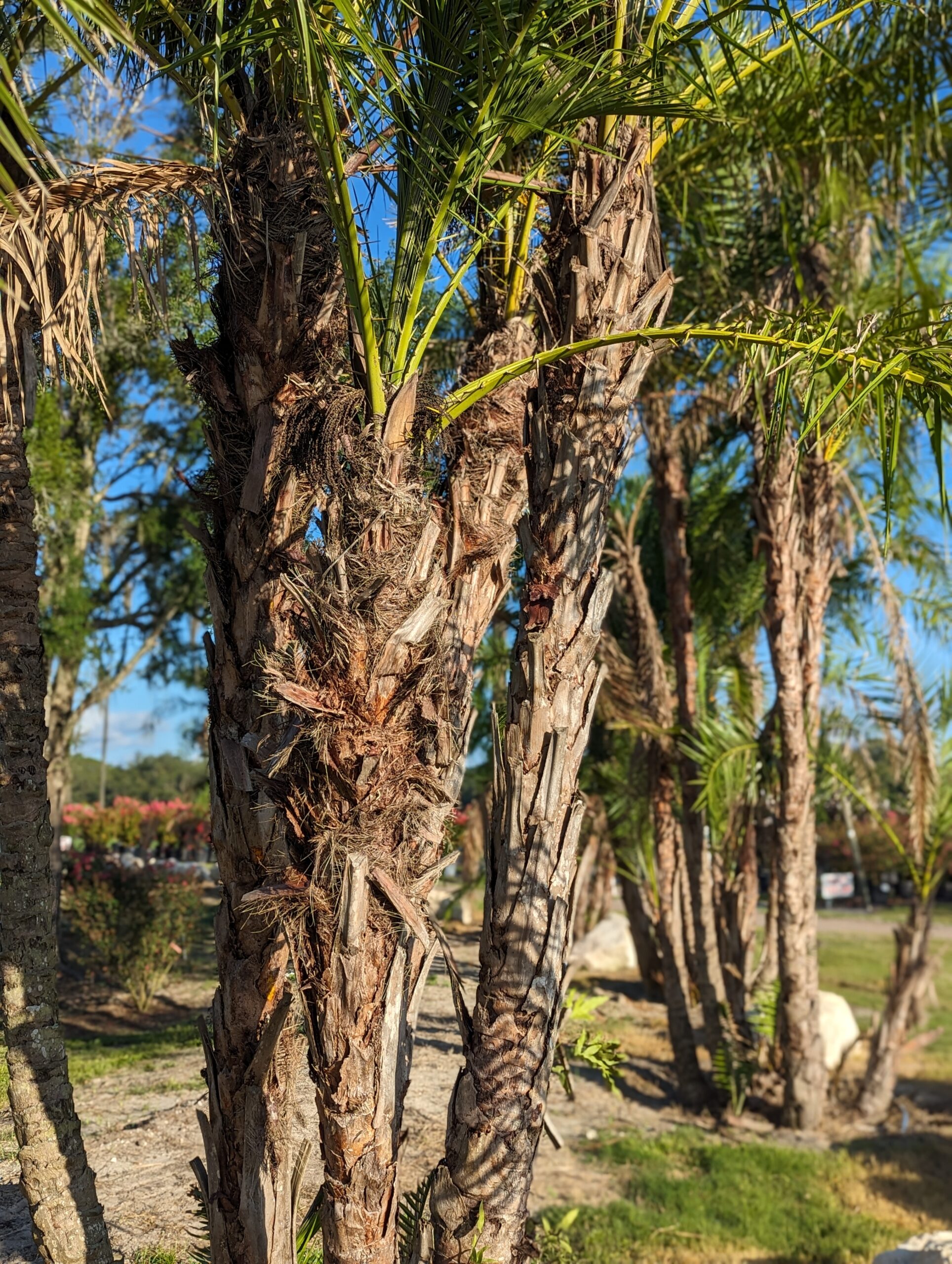 How to get your trees and palms ready for hurricane season - Canterbury ...