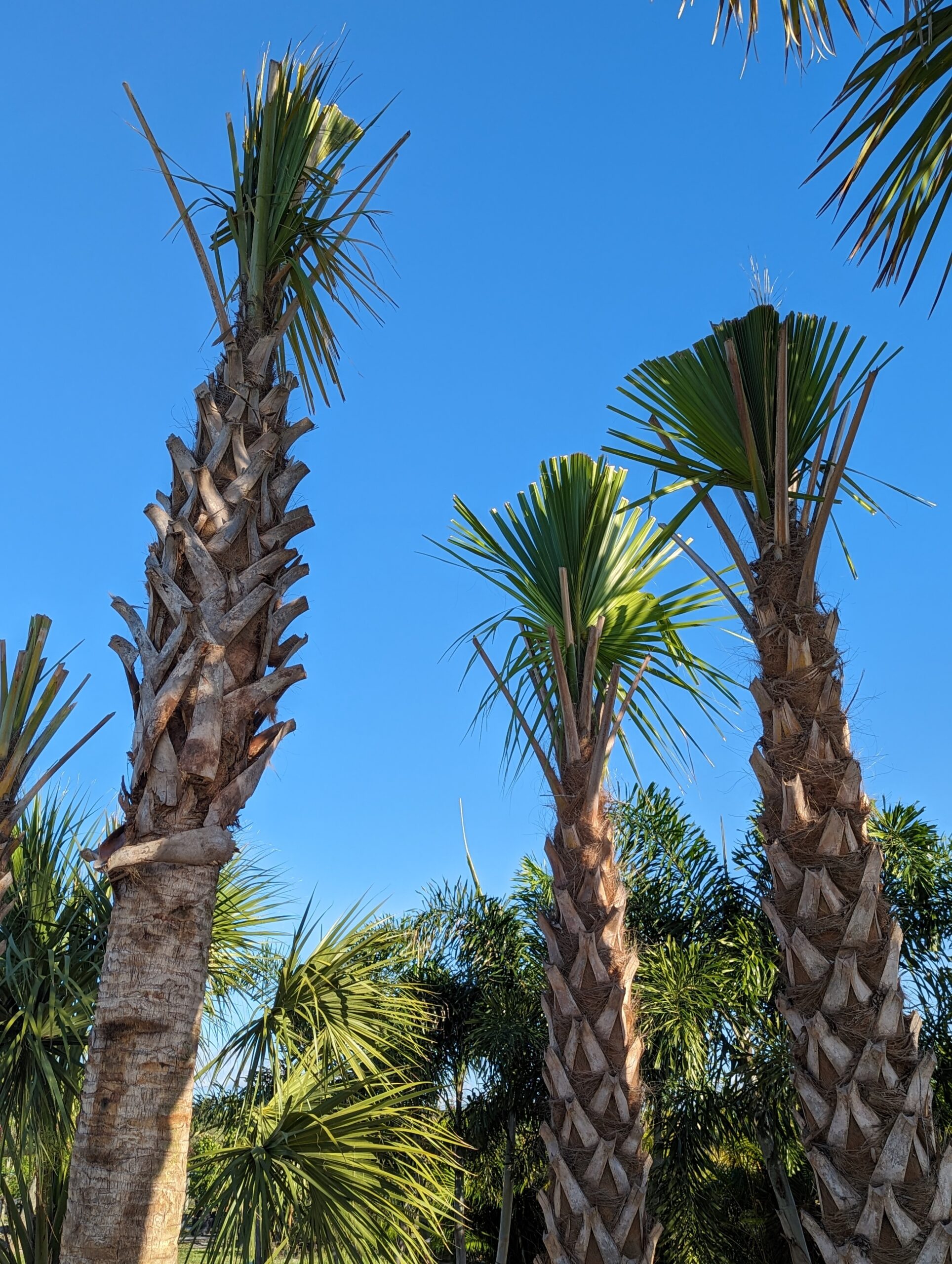 How to get your trees and palms ready for hurricane season - Canterbury ...