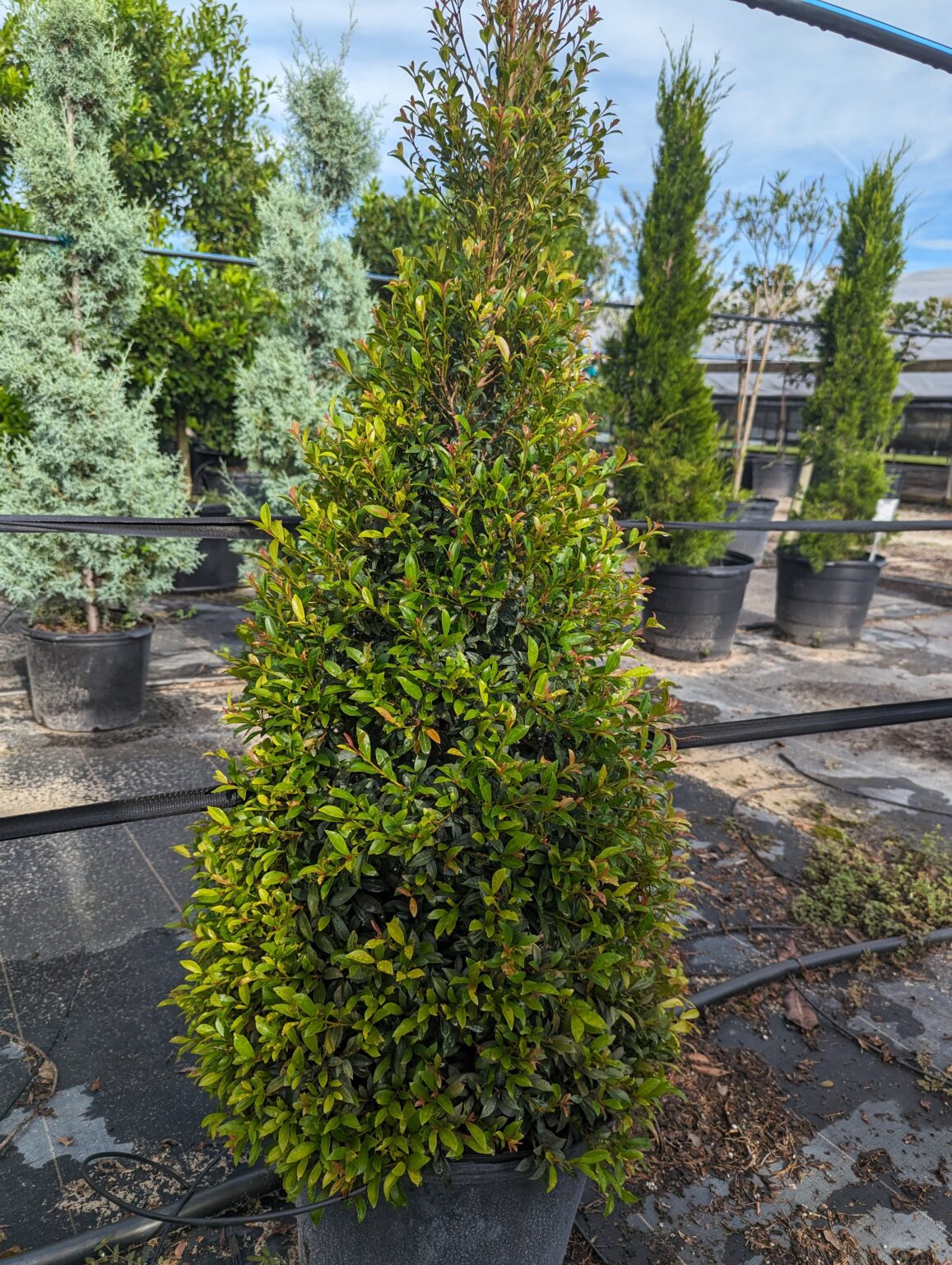 Crafting Natural Art: Topiaries for a Whimsical Landscape - Canterbury ...