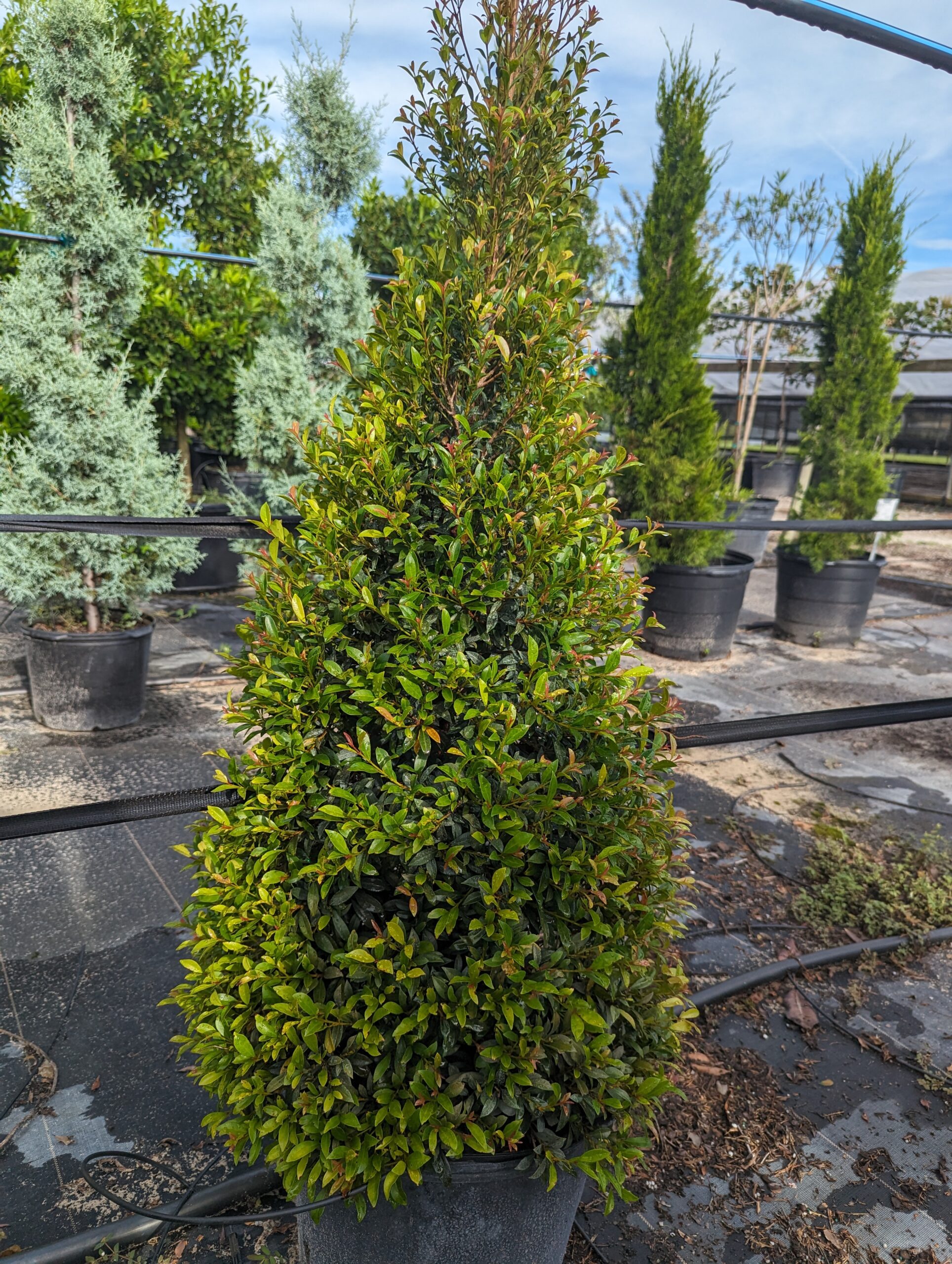 Crafting Natural Art: Topiaries for a Whimsical Landscape - Canterbury ...