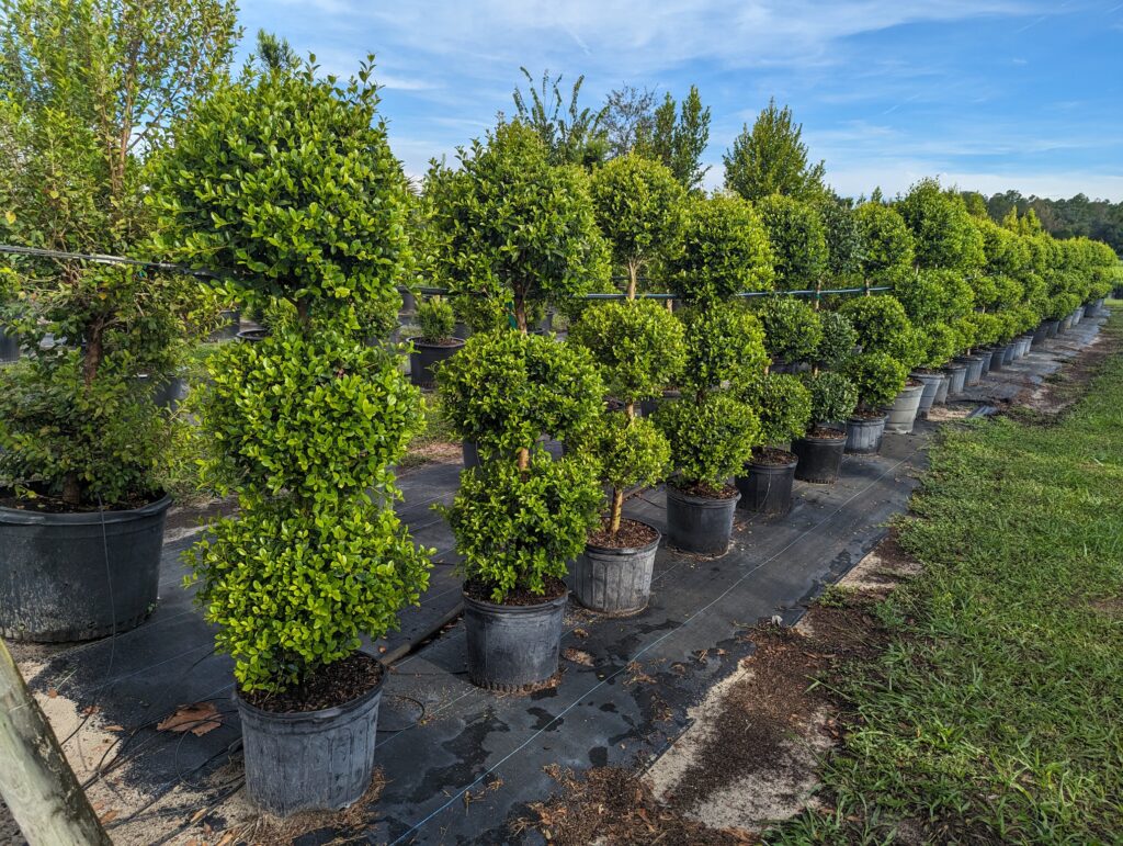 Crafting Natural Art: Topiaries for a Whimsical Landscape - Canterbury ...