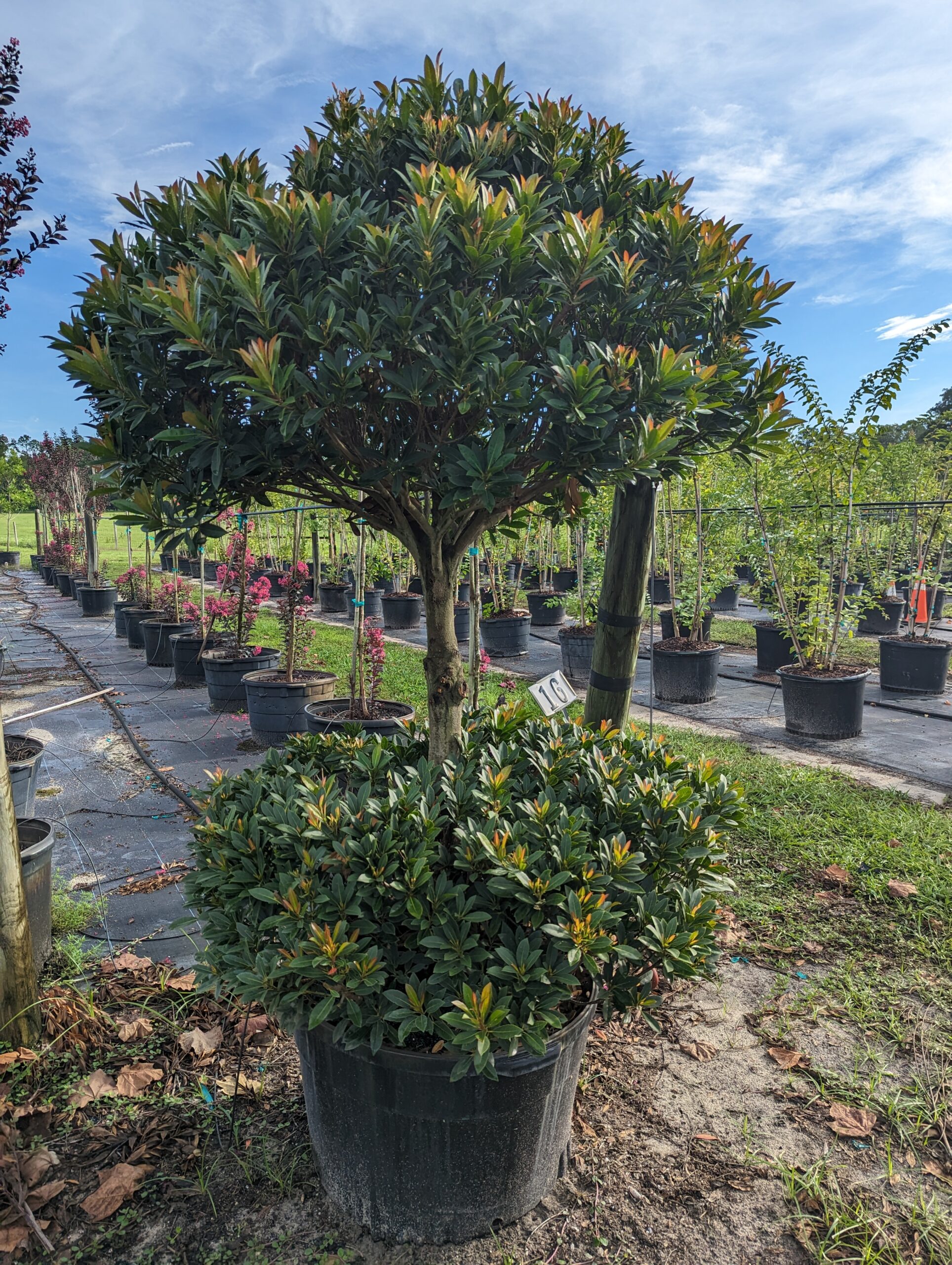 Crafting Natural Art: Topiaries for a Whimsical Landscape - Canterbury ...