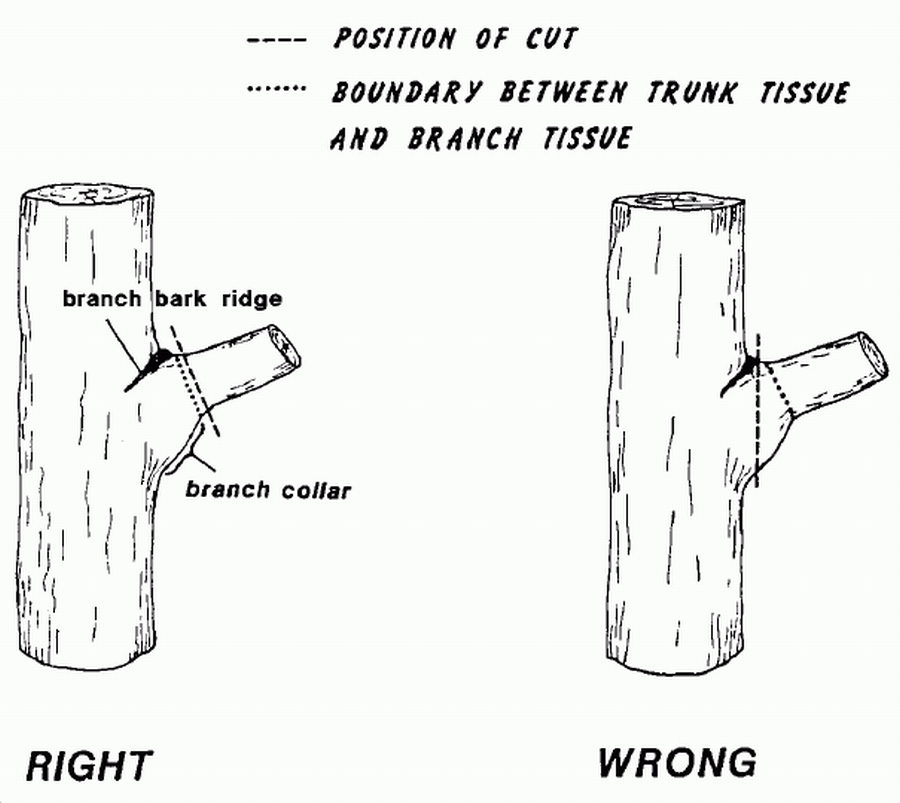 How to care for plants after hurricane or storm - Canterbury Farms ...