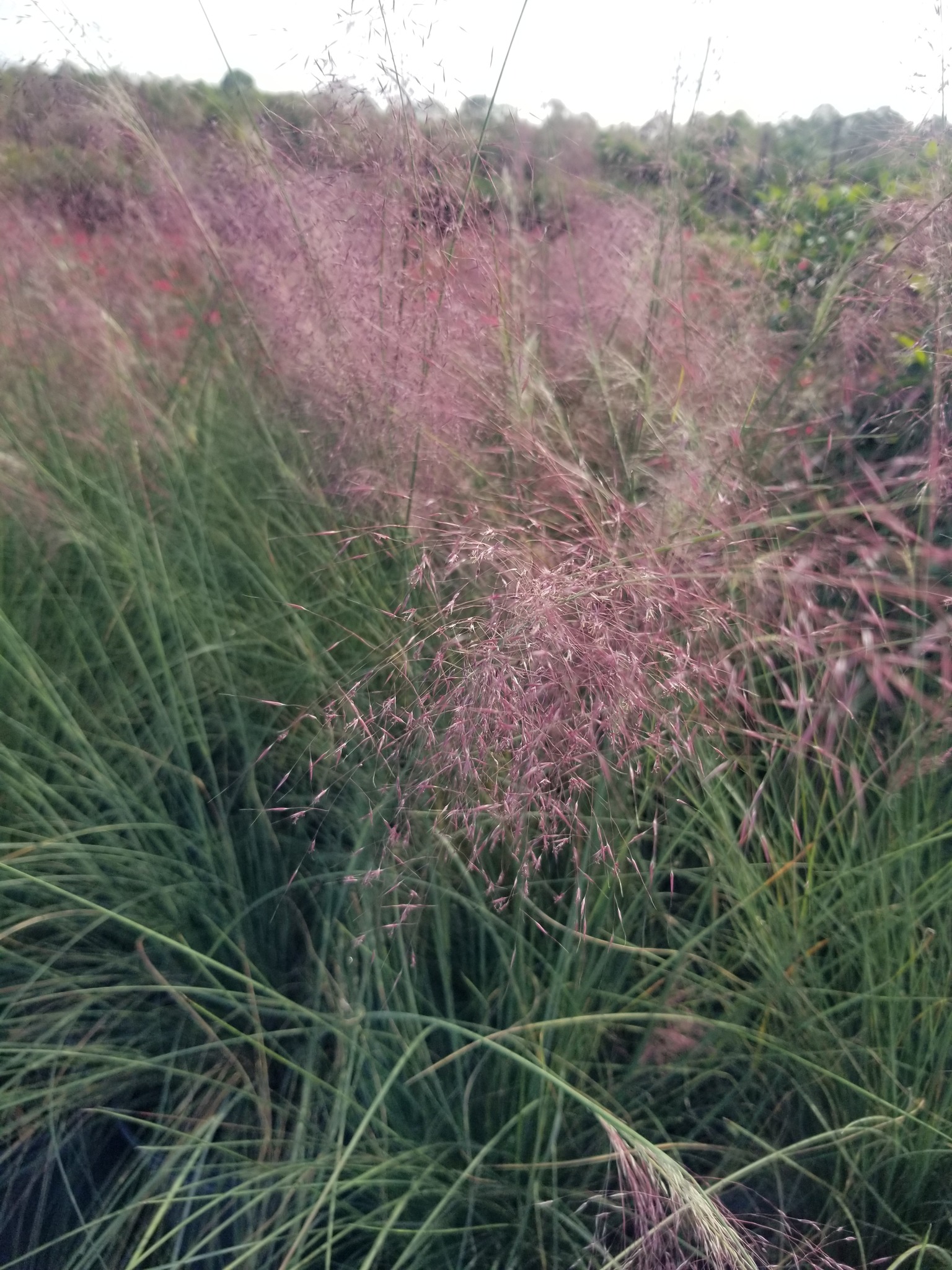 Bringing the Magic of Fall to Your Central Florida Yard: A Kaleidoscope ...