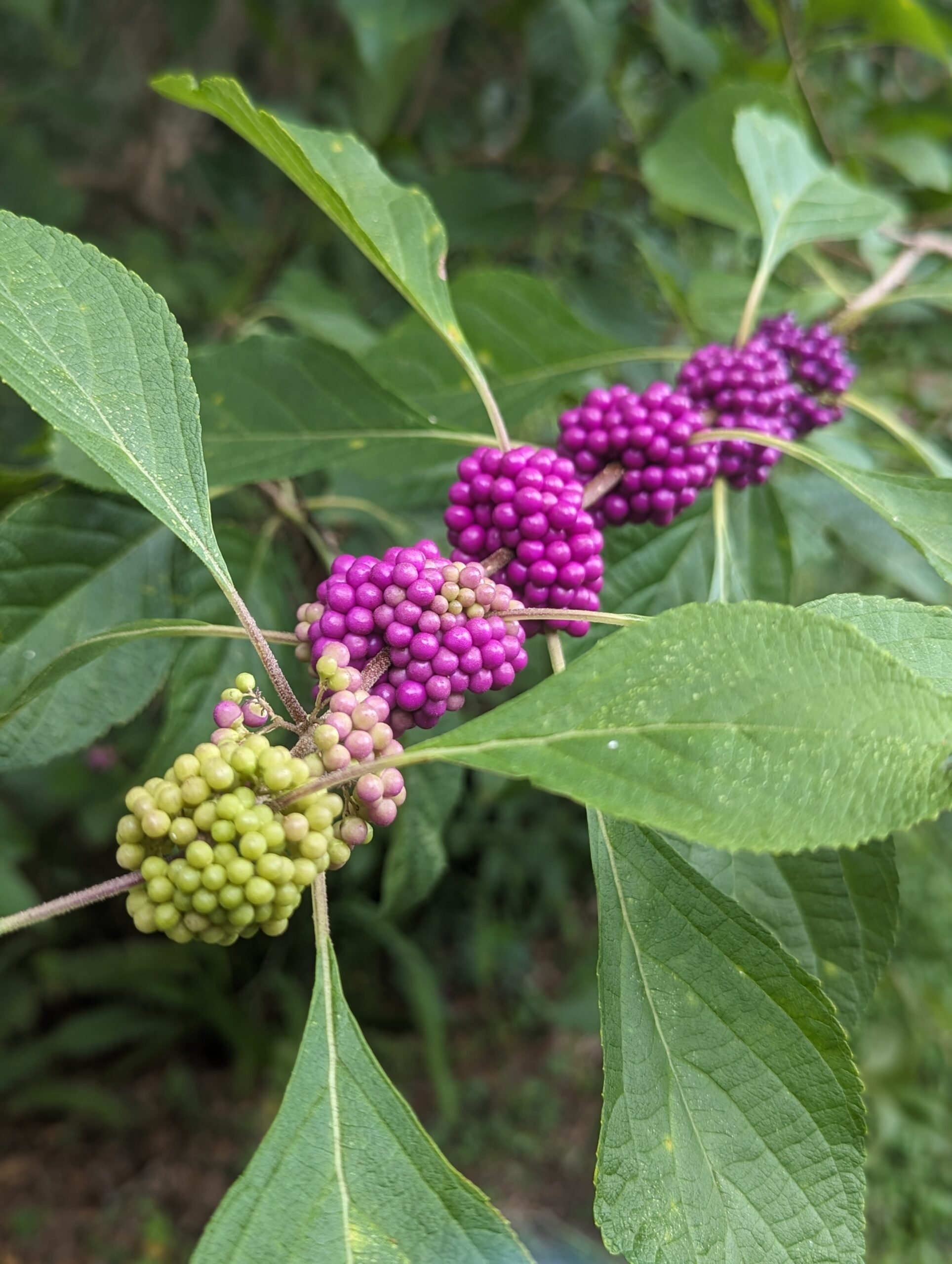 Bringing the Magic of Fall to Your Central Florida Yard: A Kaleidoscope ...