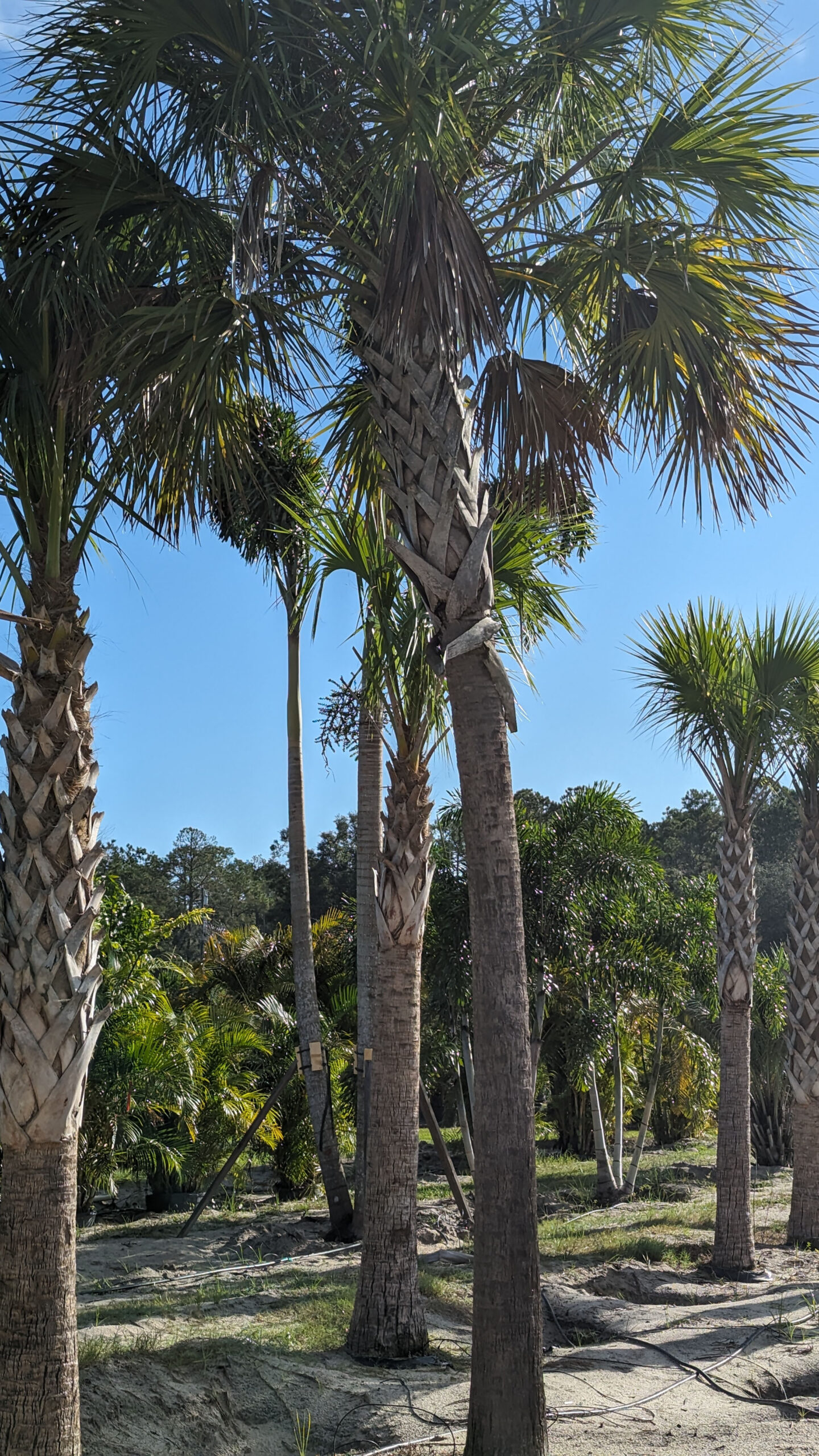 Embrace the Cooler Vibes with Cold-Hardy Palm Choices for Central ...