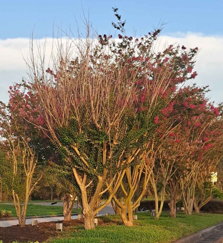 How to choose the best Crape Myrtle for your landscape - Canterbury ...